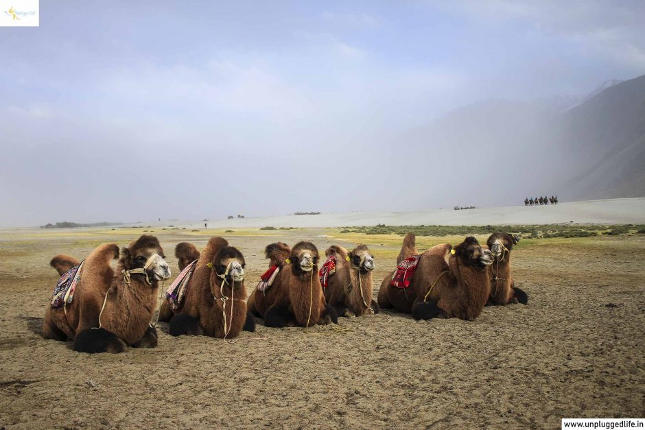 LADAKH WITH UMLING LA PASS - Unplugged Life