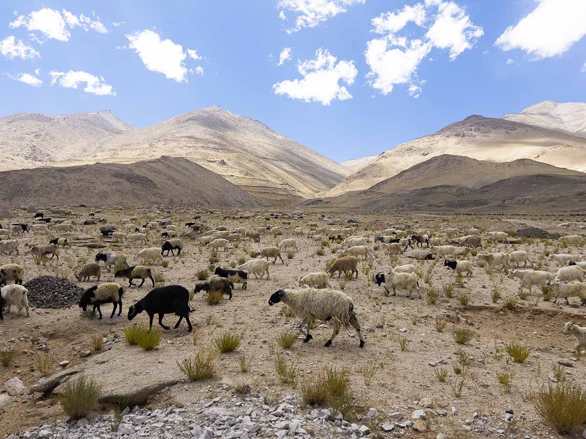 Complete Guide to Umling La for visiting in 2025-2026 - Unplugged Life